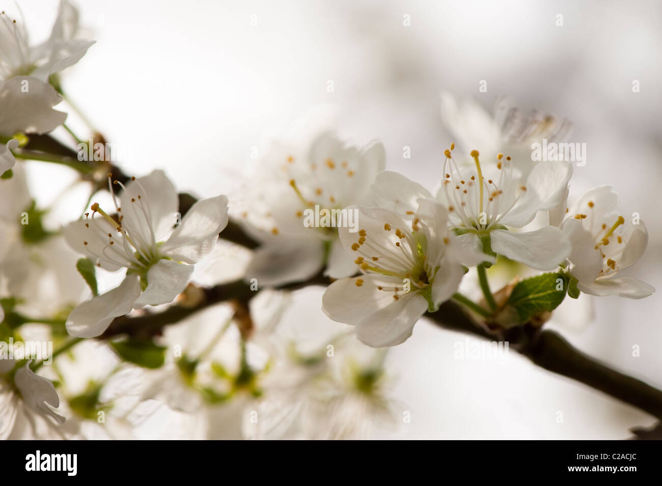 Victoria plum tree united kingdom hi-res stock photography and images ...