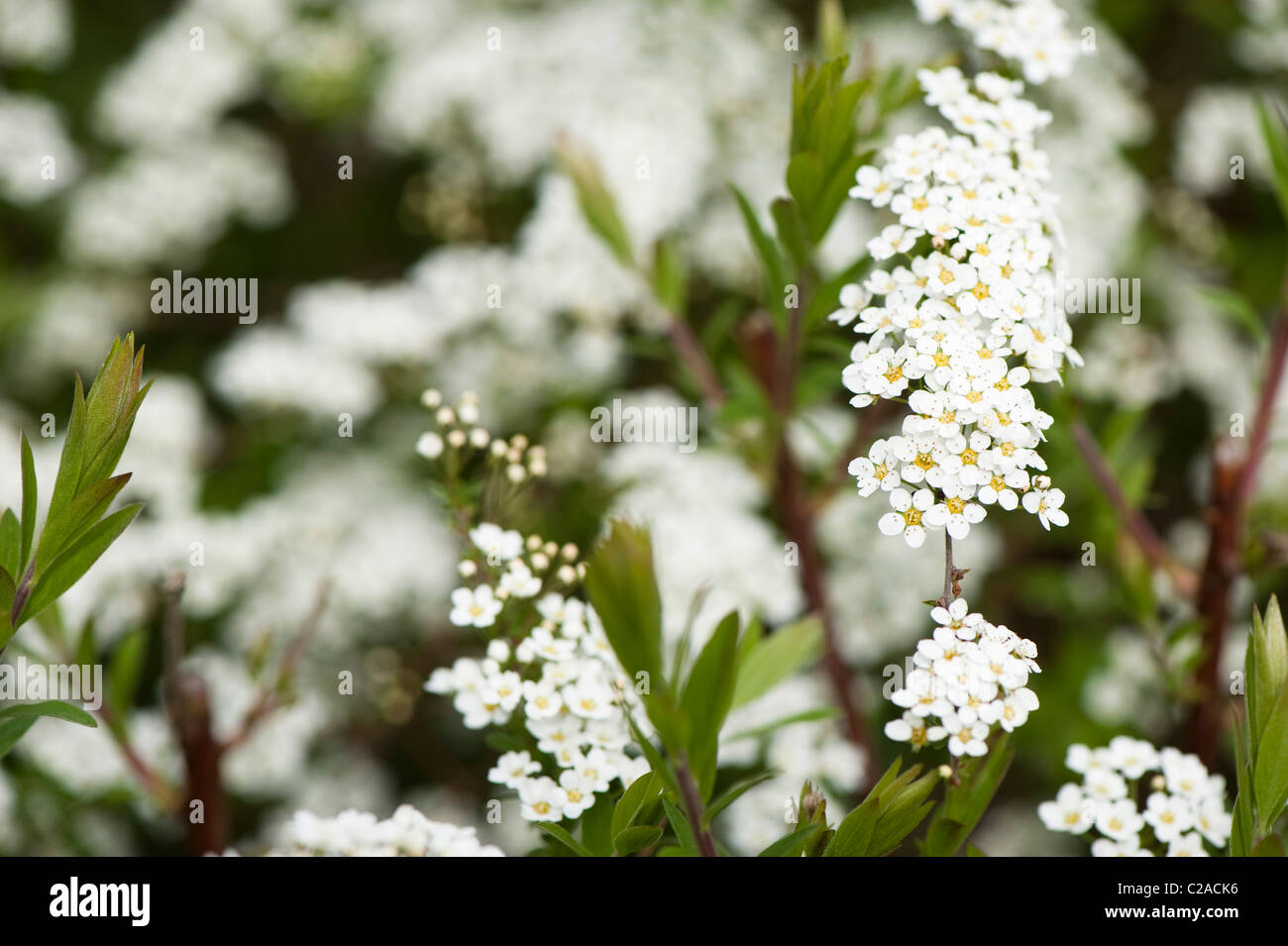 Spiraea 'Arguta', Bridal Wreath, in flower Stock Photo - Alamy