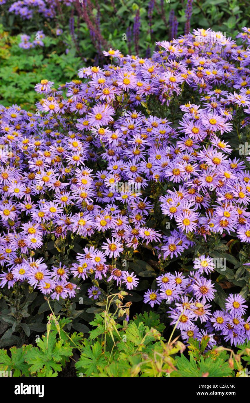 Italian aster (Aster amellus 'Glücksfund' Stock Photo - Alamy