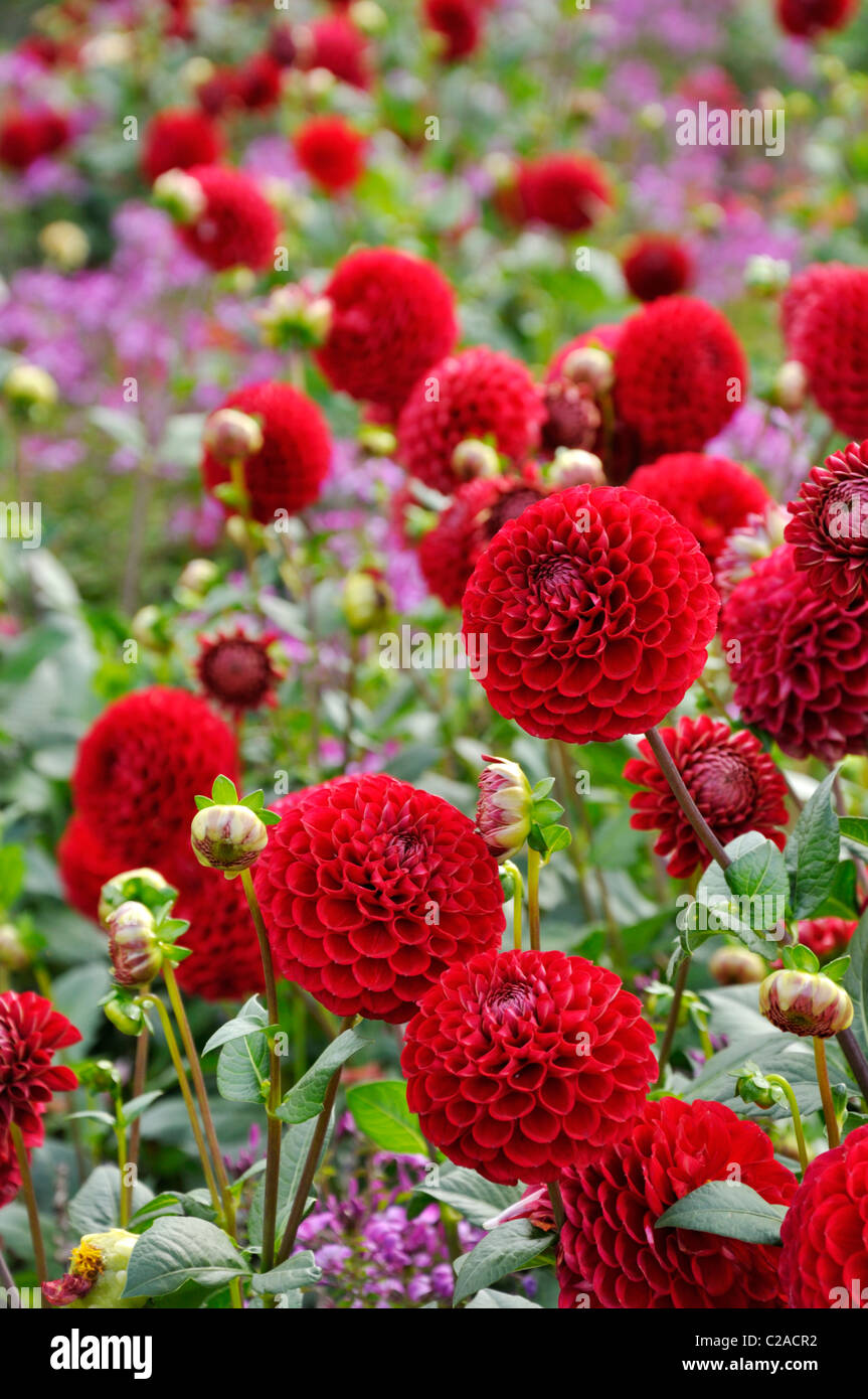 Flowering dahlias hi-res stock photography and images - Alamy