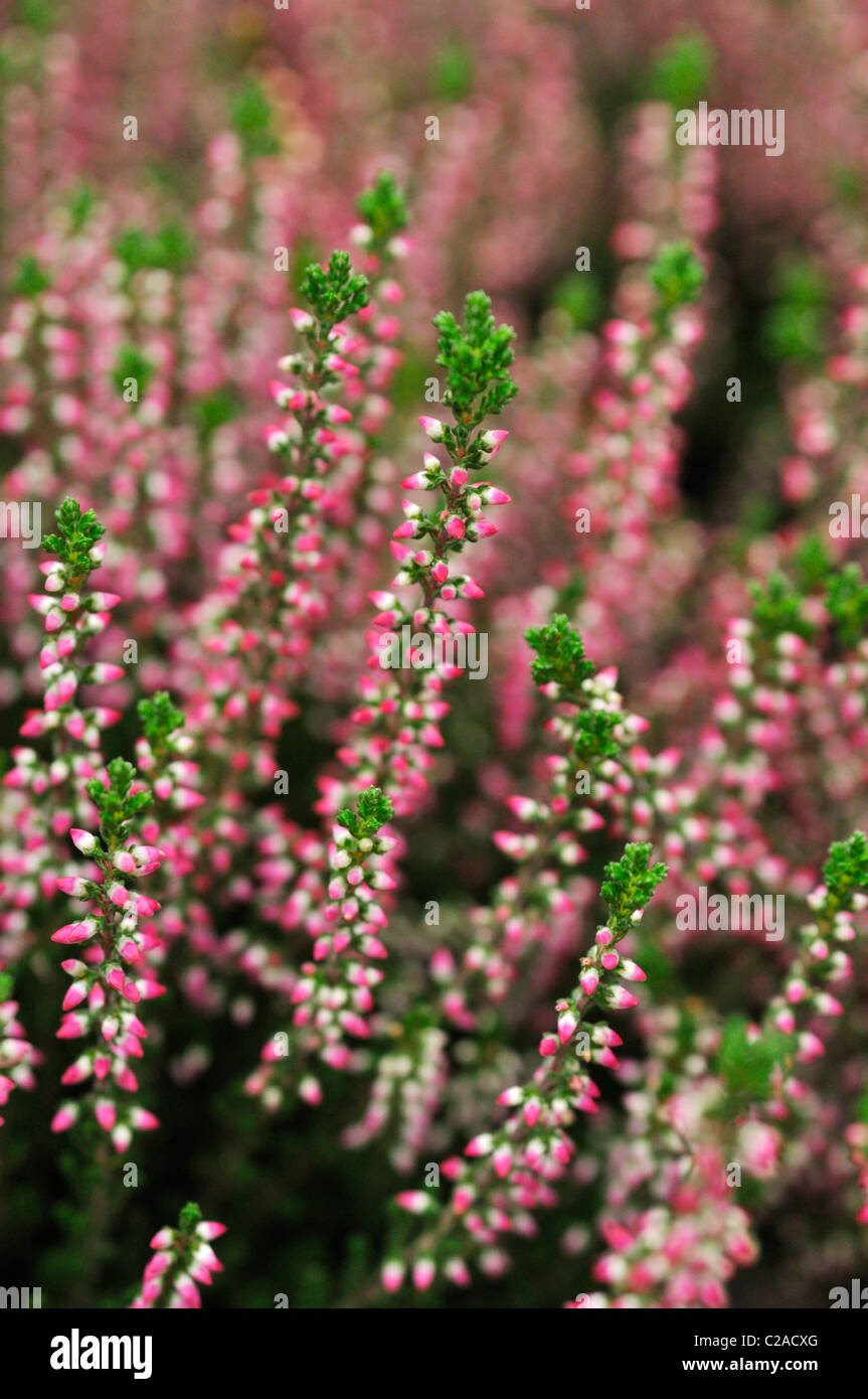 Common heather (Calluna vulgaris 'Siska' Stock Photo - Alamy