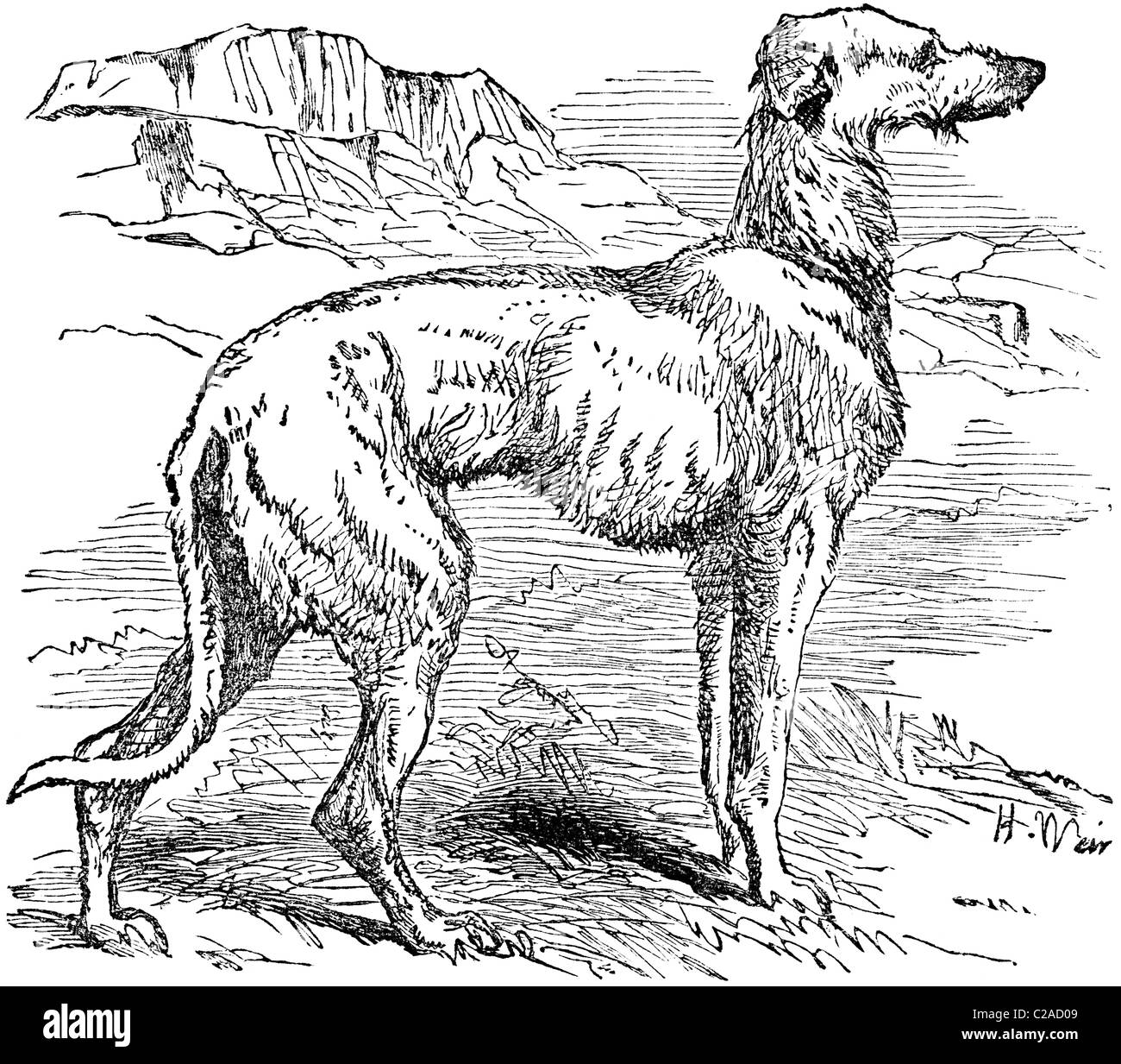 American Staghound