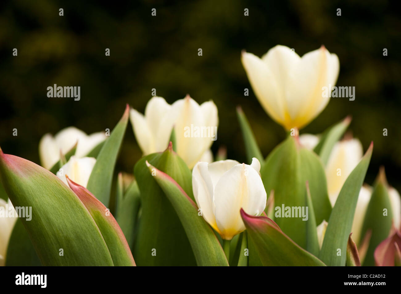 Tulipa ‘Purissima’, Fosteriana Tulips, in flower Stock Photo - Alamy
