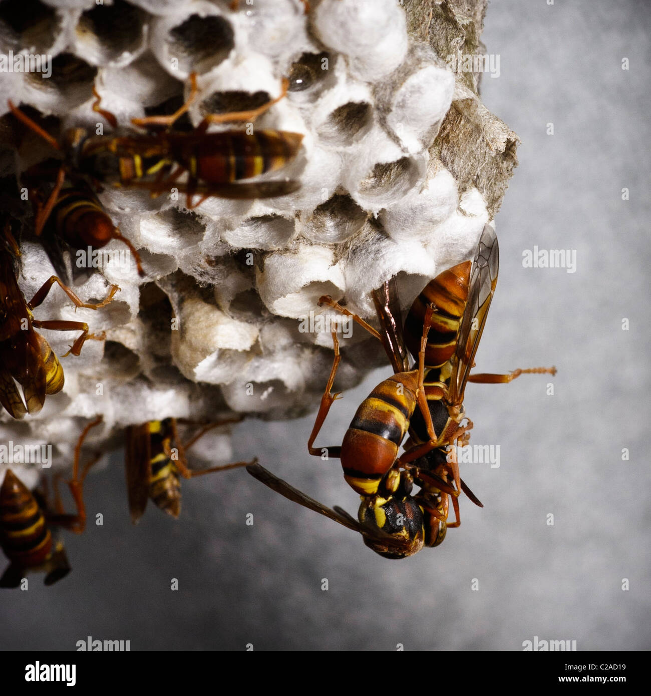 Paper wasp nest australia hi-res stock photography and images - Alamy
