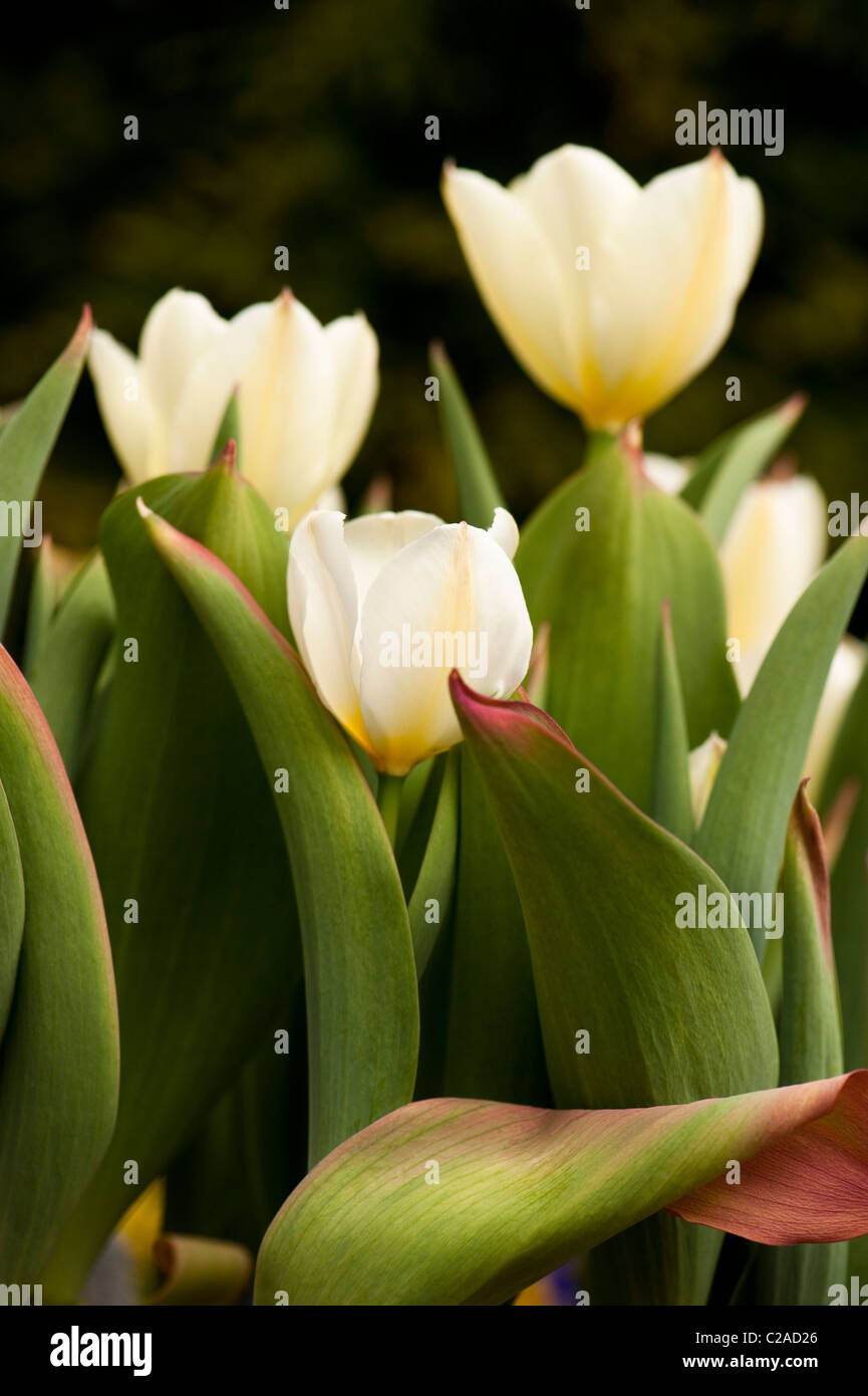 Tulipa purissima fosteriana tulip hi-res stock photography and images ...