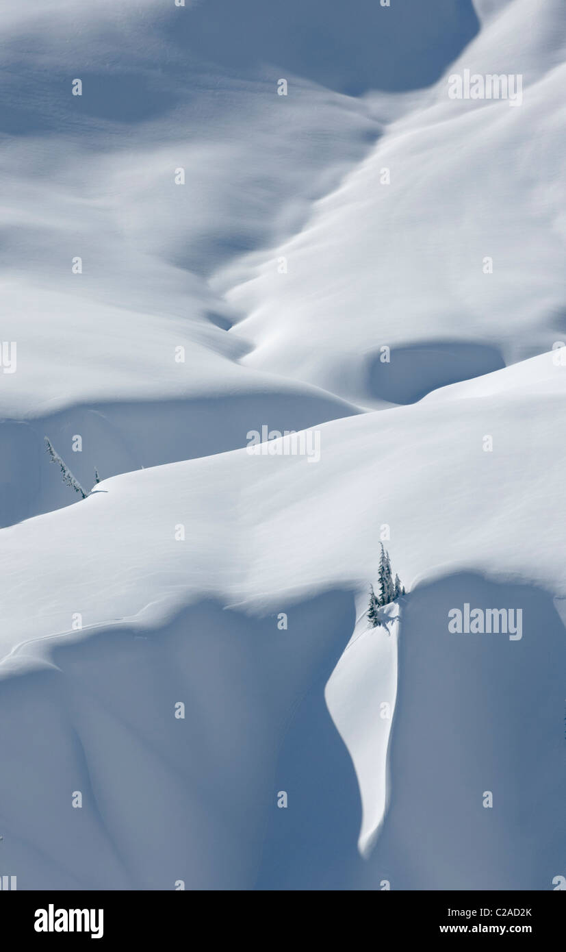 Singular tree hi-res stock photography and images - Alamy