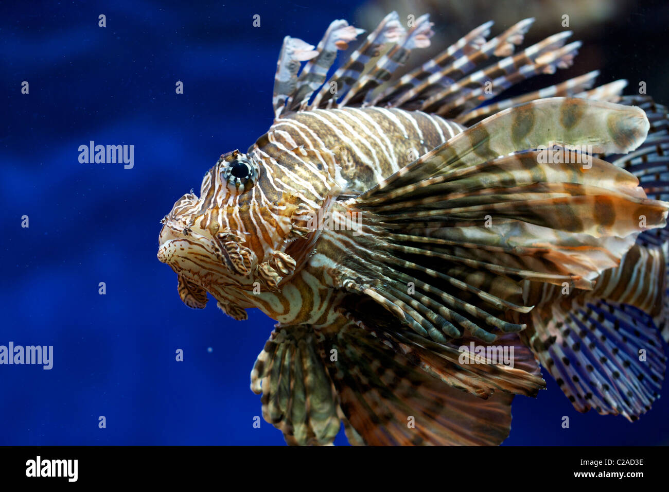 Lion fish hi-res stock photography and images - Alamy