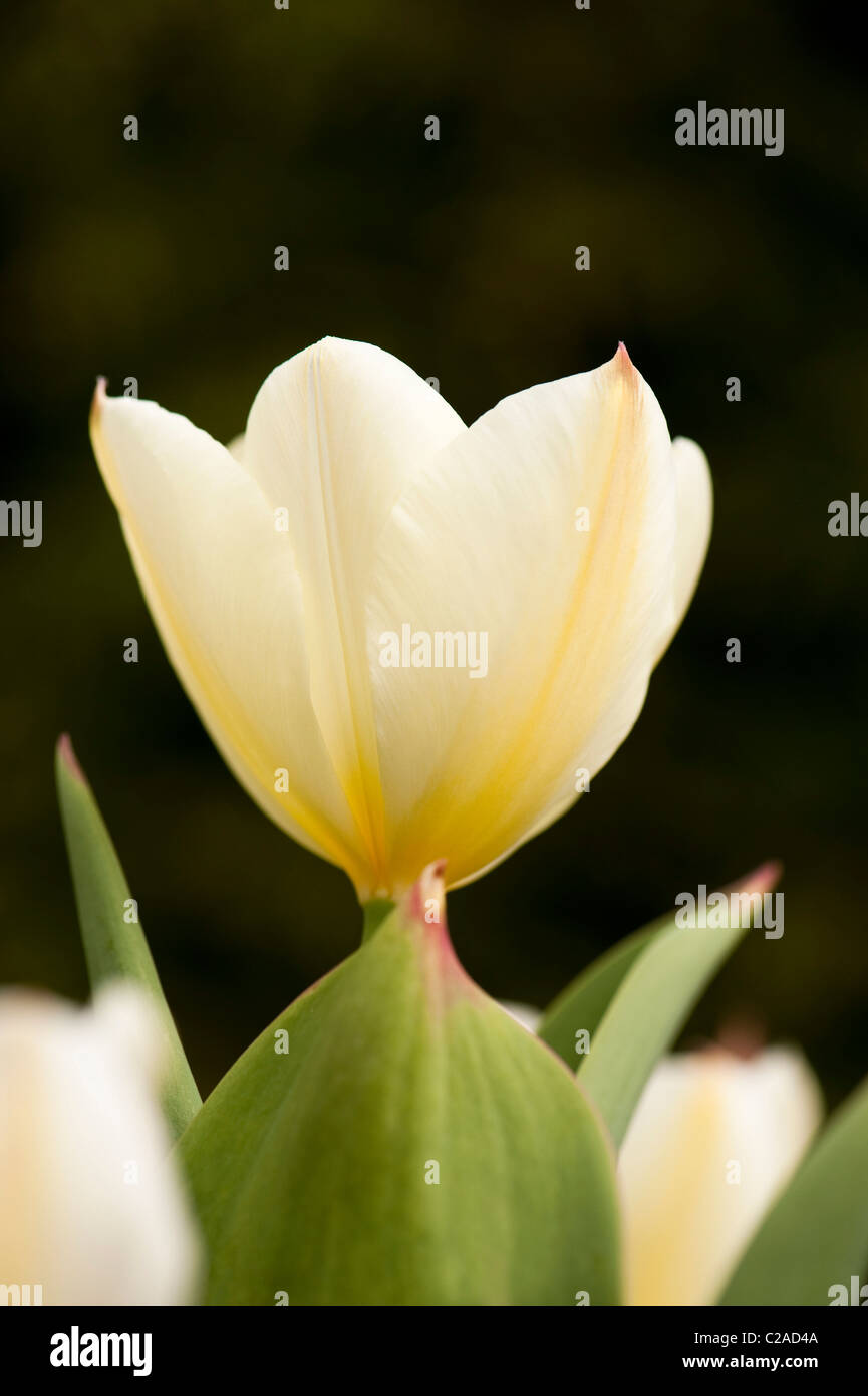 Tulipa purissima fosteriana tulip hi-res stock photography and images ...