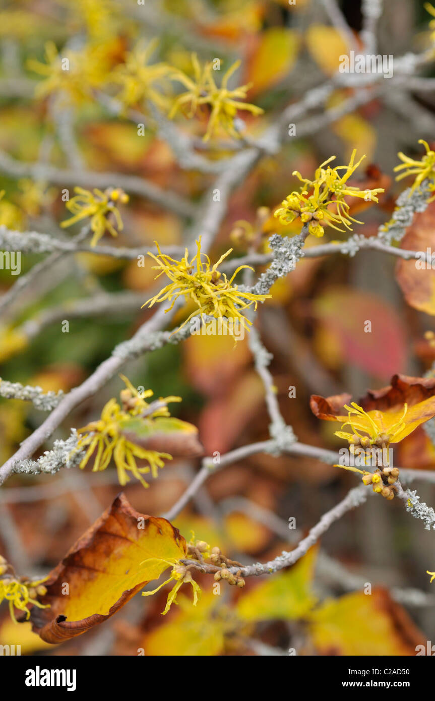 American witch hazel hi-res stock photography and images - Alamy