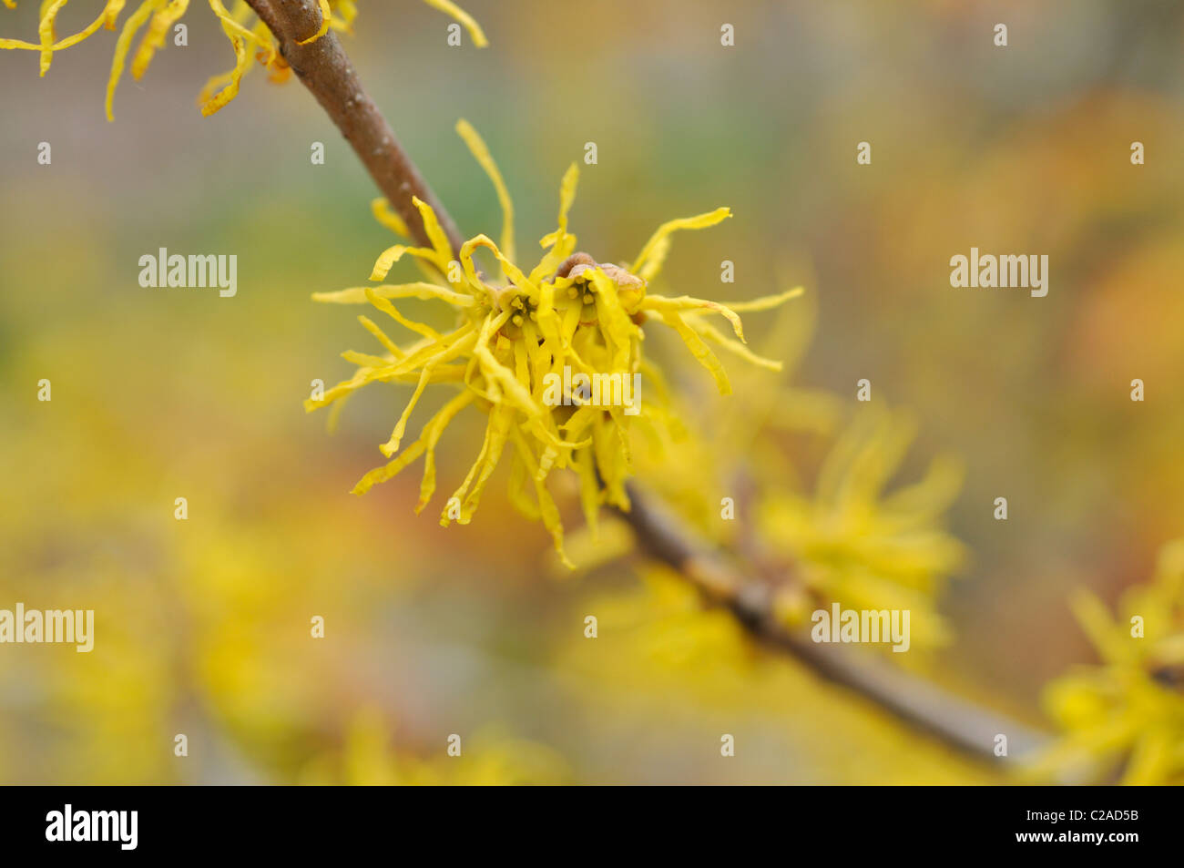 American witch hazel (Hamamelis virginiana Stock Photo - Alamy