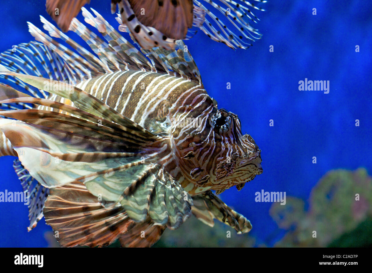 Zebra fish hi-res stock photography and images - Alamy
