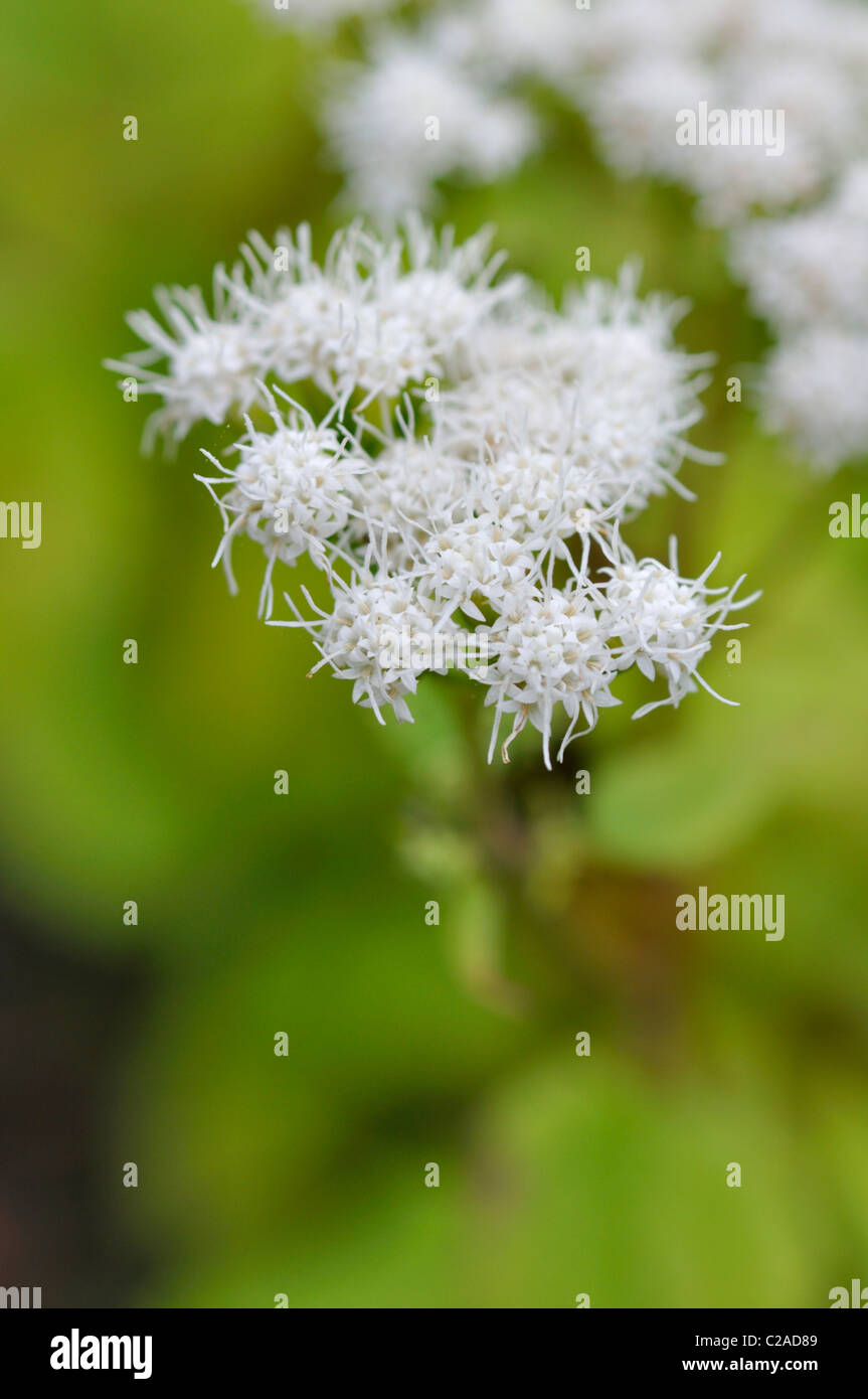 Lesser snakeroot (Ageratina aromatica syn. Eupatorium aromaticum Stock ...