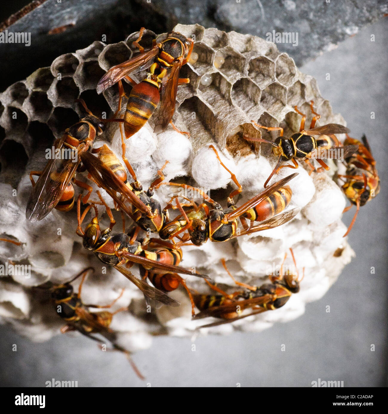 Paper wasp nest australia hi-res stock photography and images - Alamy