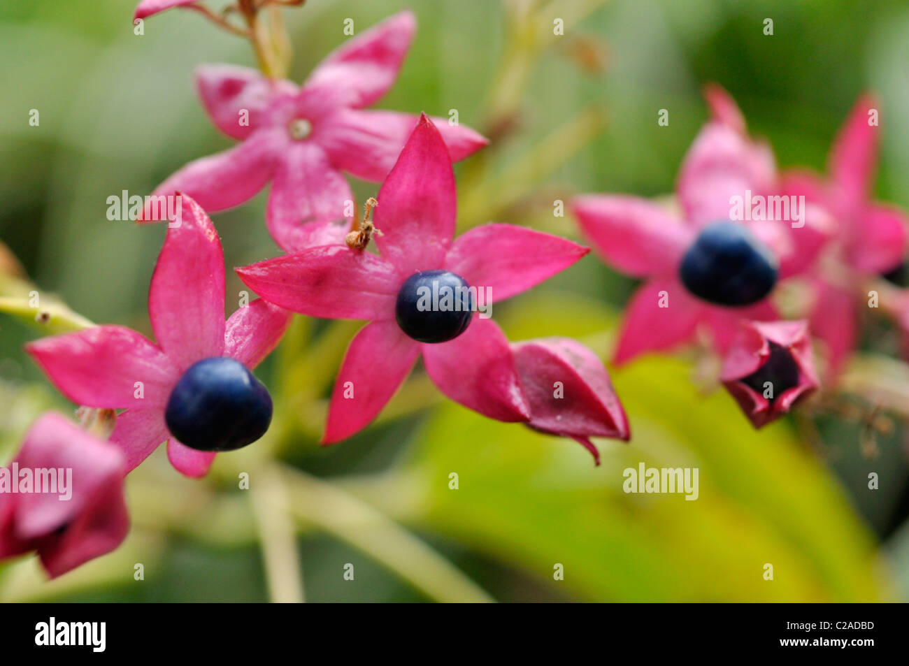 Harlequin glory bower (Clerodendrum trichotomum syn. Clerodendron ...