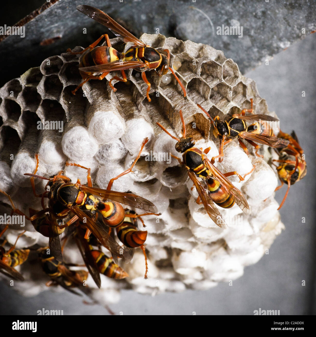 Paper wasp nest australia hi-res stock photography and images - Alamy
