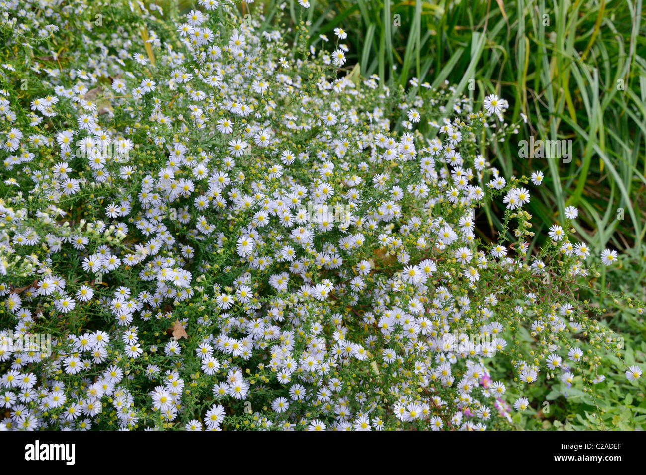 Aster ericoides 'erlkönig' hi-res stock photography and images - Alamy