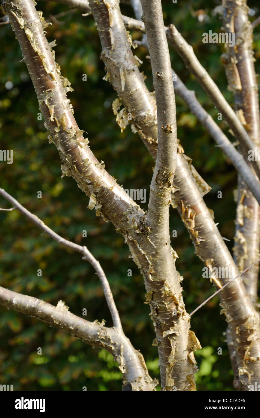 Yellow birch (Betula alleghaniensis Stock Photo - Alamy