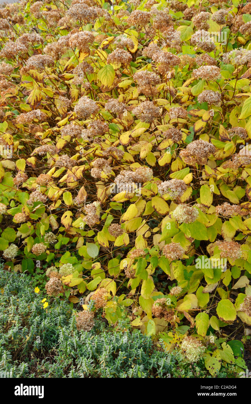 Tree hydrangea (Hydrangea arborescens 'Grandiflora' Stock Photo - Alamy