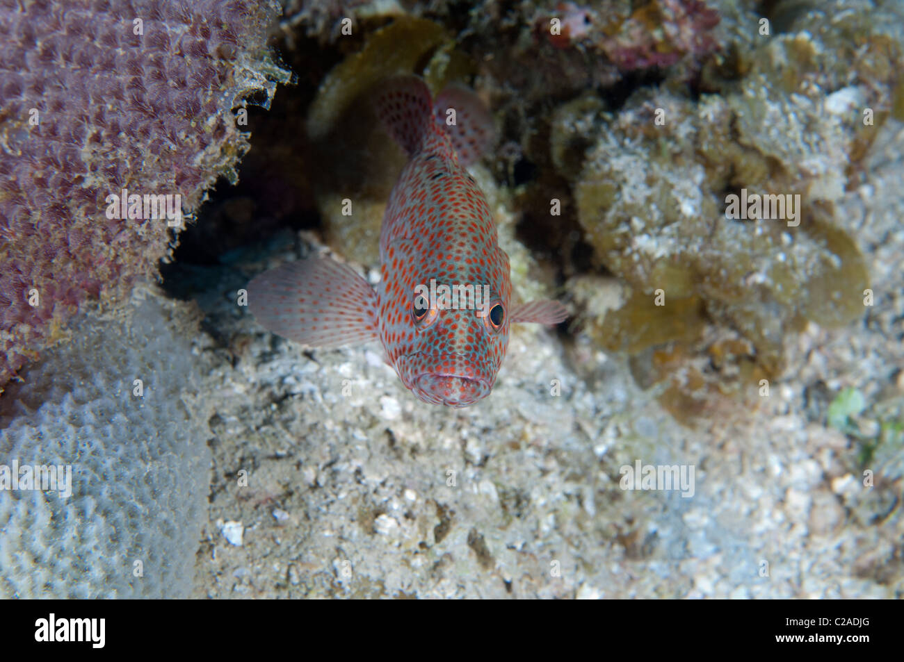 A graysby fish stares back at the photographer Stock Photo - Alamy