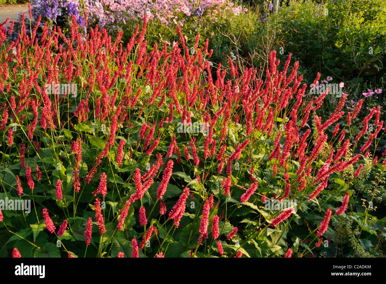 Mountain fleece (Bistorta amplexicaulis 'Firetail' syn. Polygonum ...