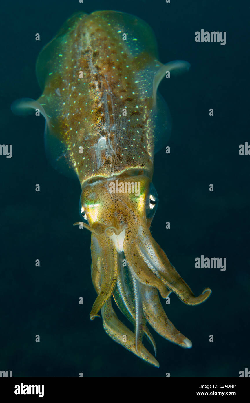 Cuttlefish are small fast moving colour changing invertebrates that are ...