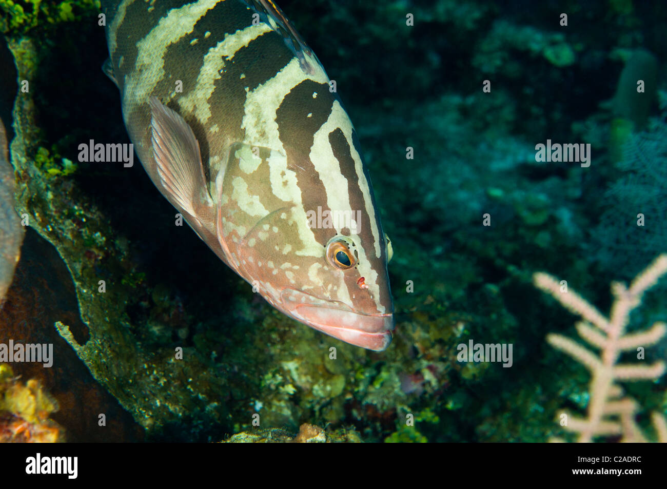 Nassau grouper hi-res stock photography and images - Alamy