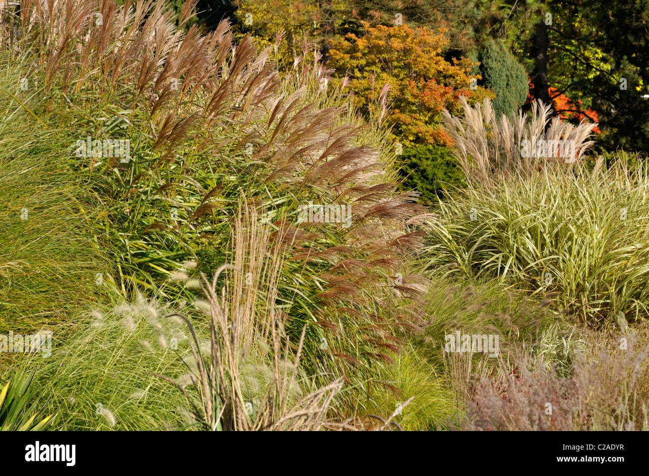 Chinese silver grass (Miscanthus sinensis Stock Photo - Alamy