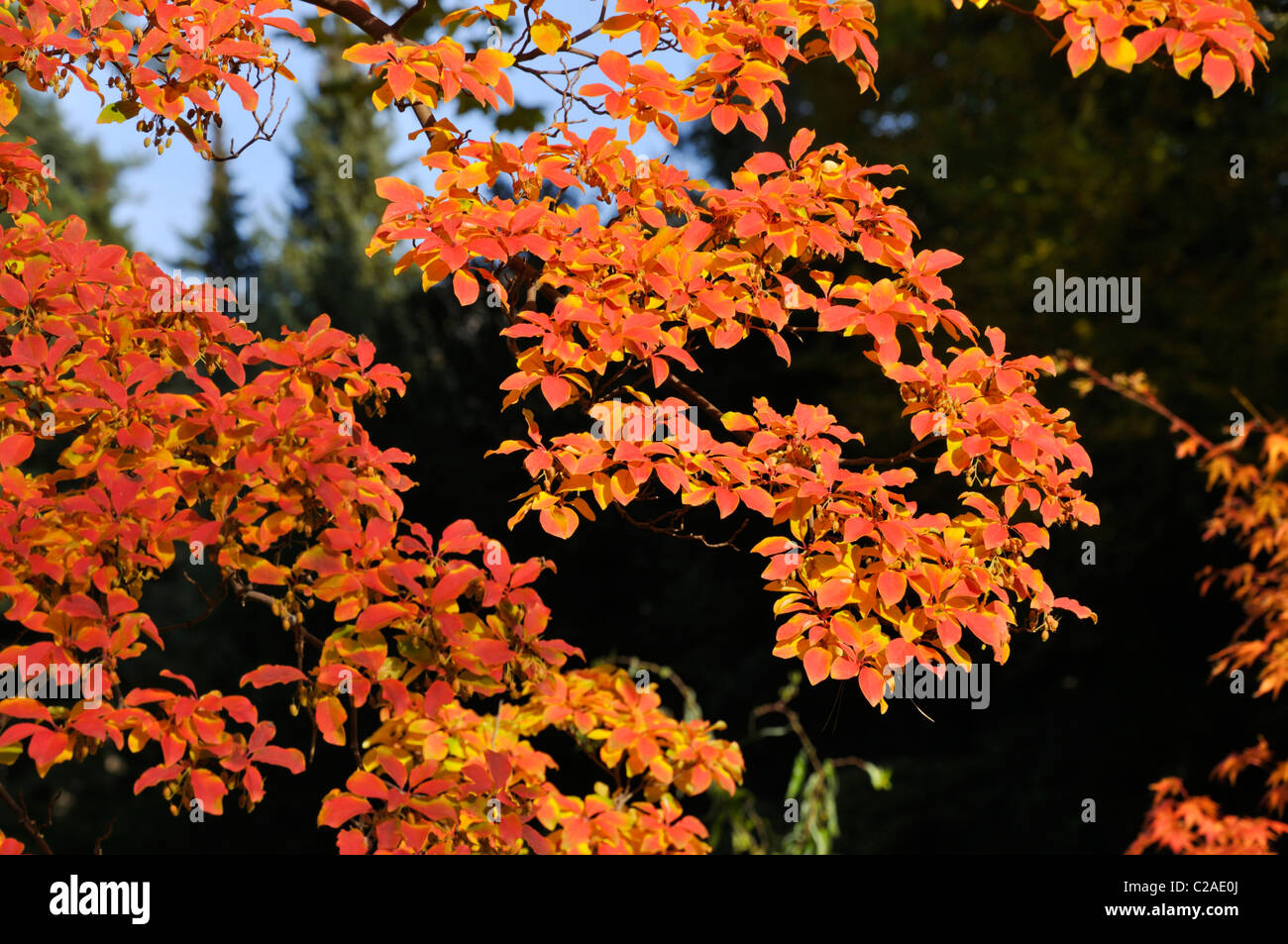 Enkianthus hi-res stock photography and images - Alamy