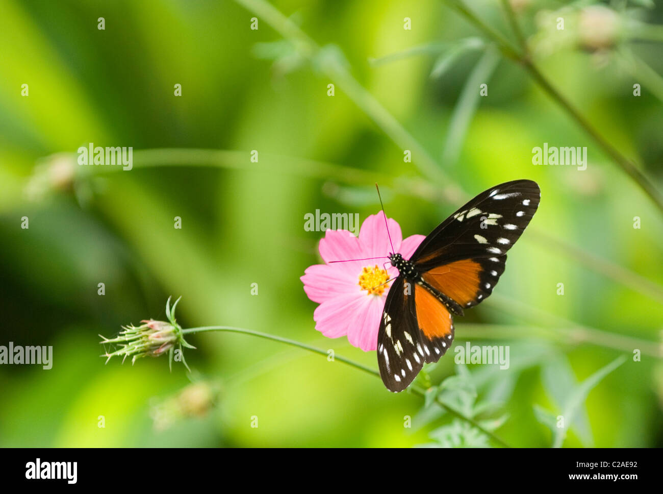 Cream spotted clearwing butterfly in Costa Rica garden Stock Photo - Alamy