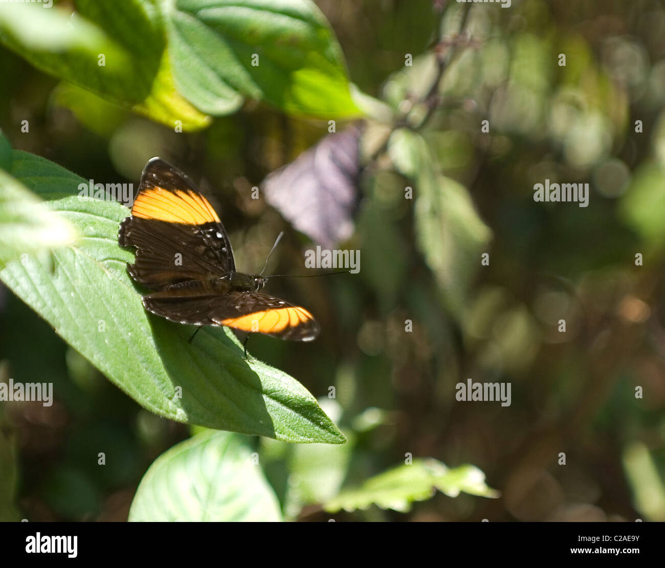 Orange and black butterfly in Costa Rica Stock Photo - Alamy