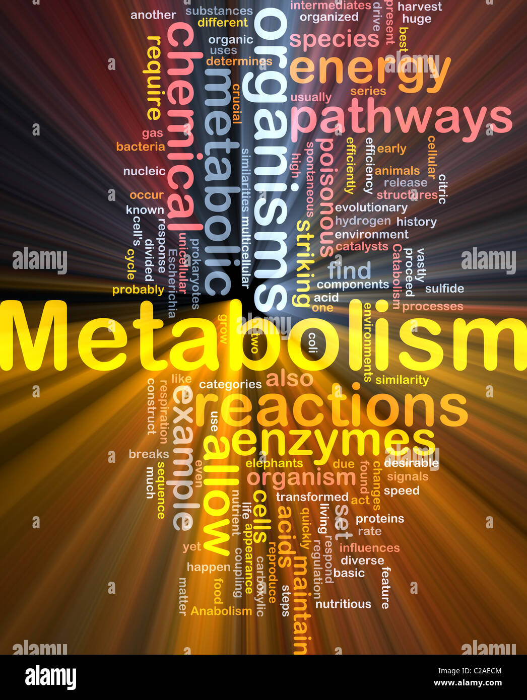 Background concept wordcloud illustration of Metabolism metabolic ...