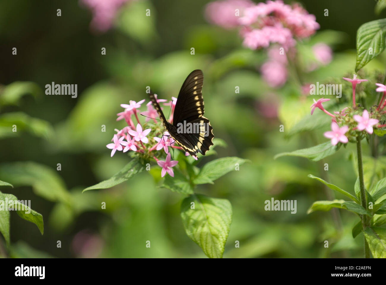 Gold-banded swallowtail butterfly in pink pentas in Costa Rica Stock ...