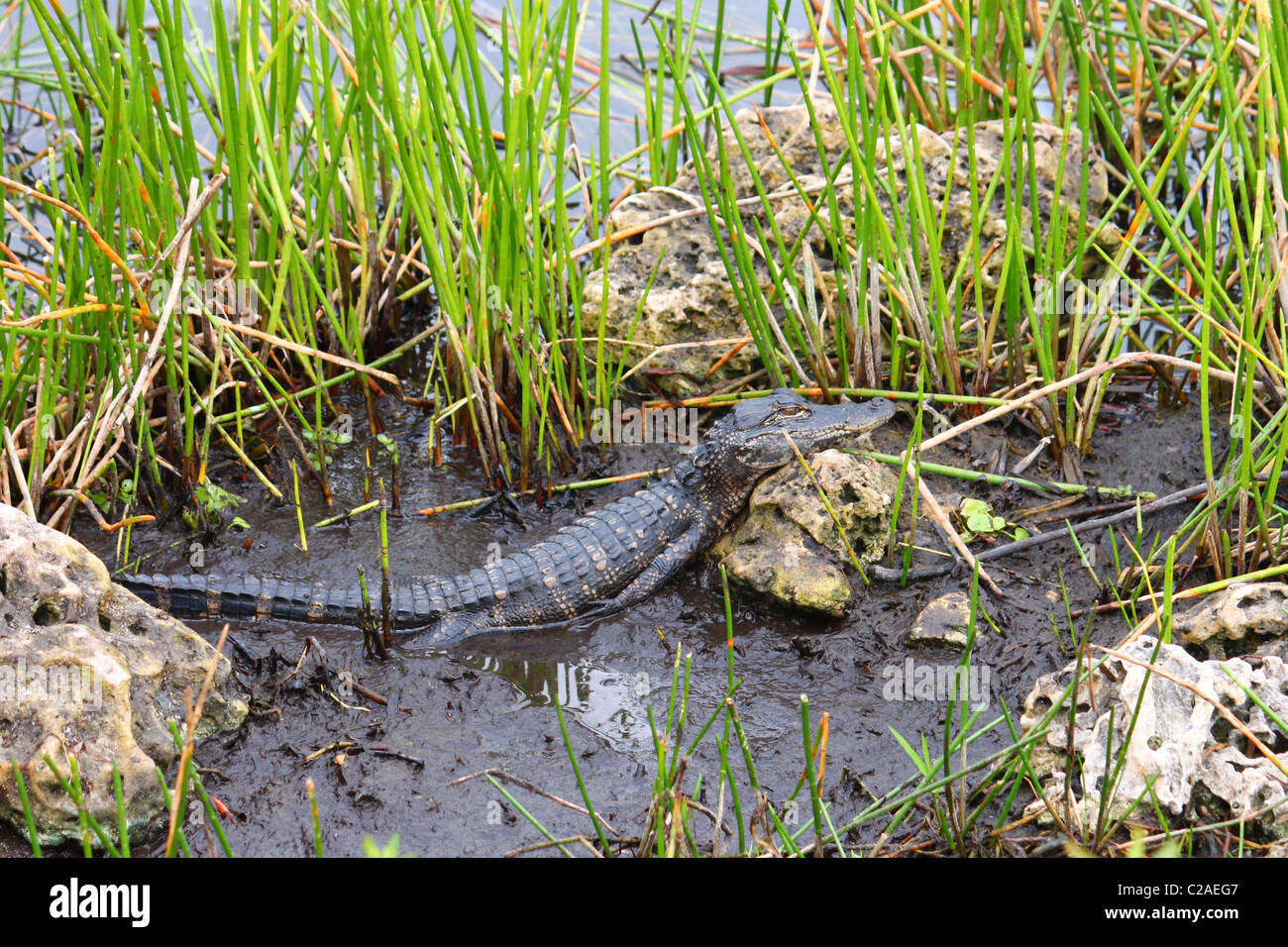 American Alligator (Alligator mississippiensis Stock Photo - Alamy