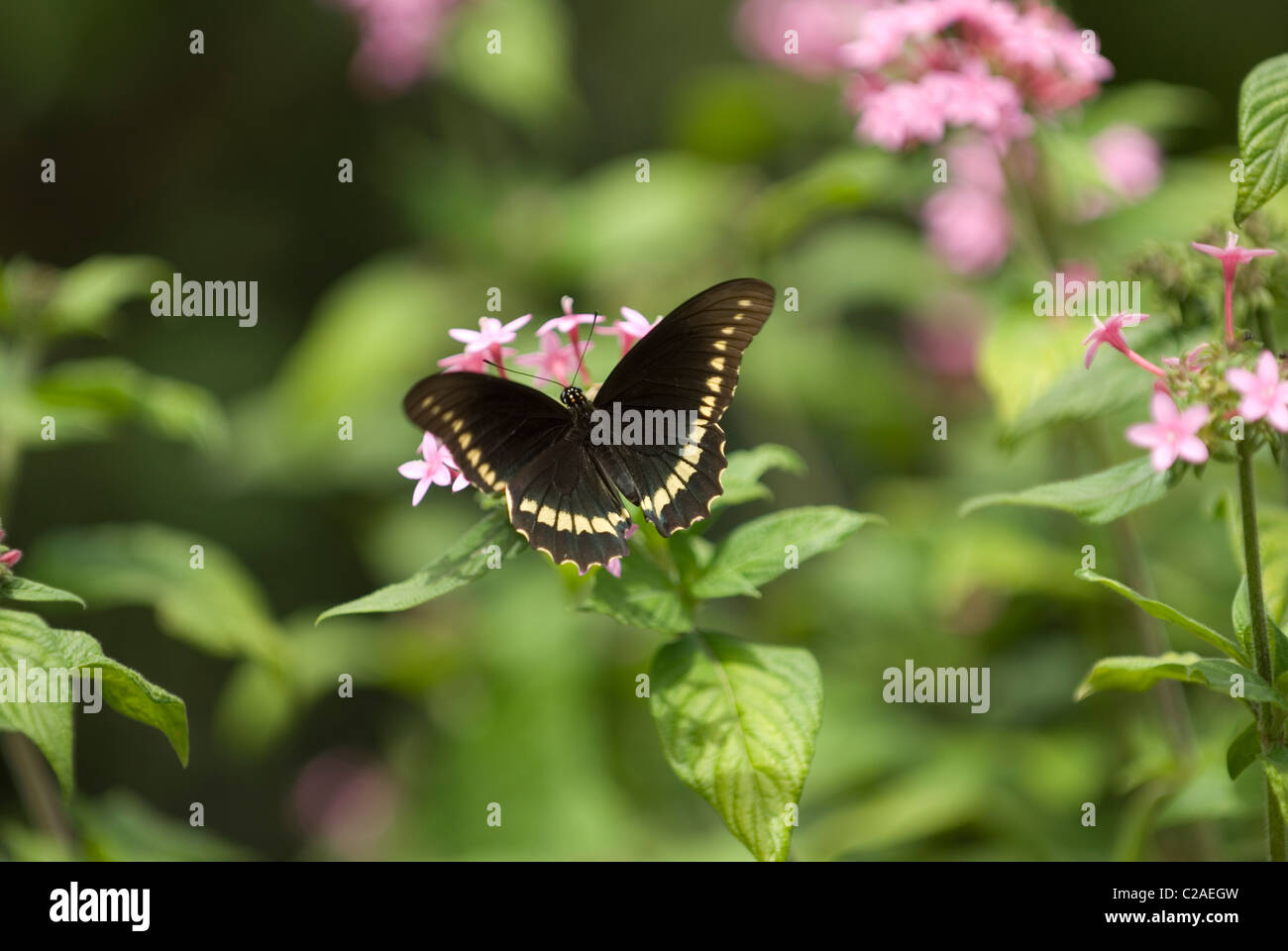 Gold-banded swallowtail in garden in Costa Rica Stock Photo - Alamy