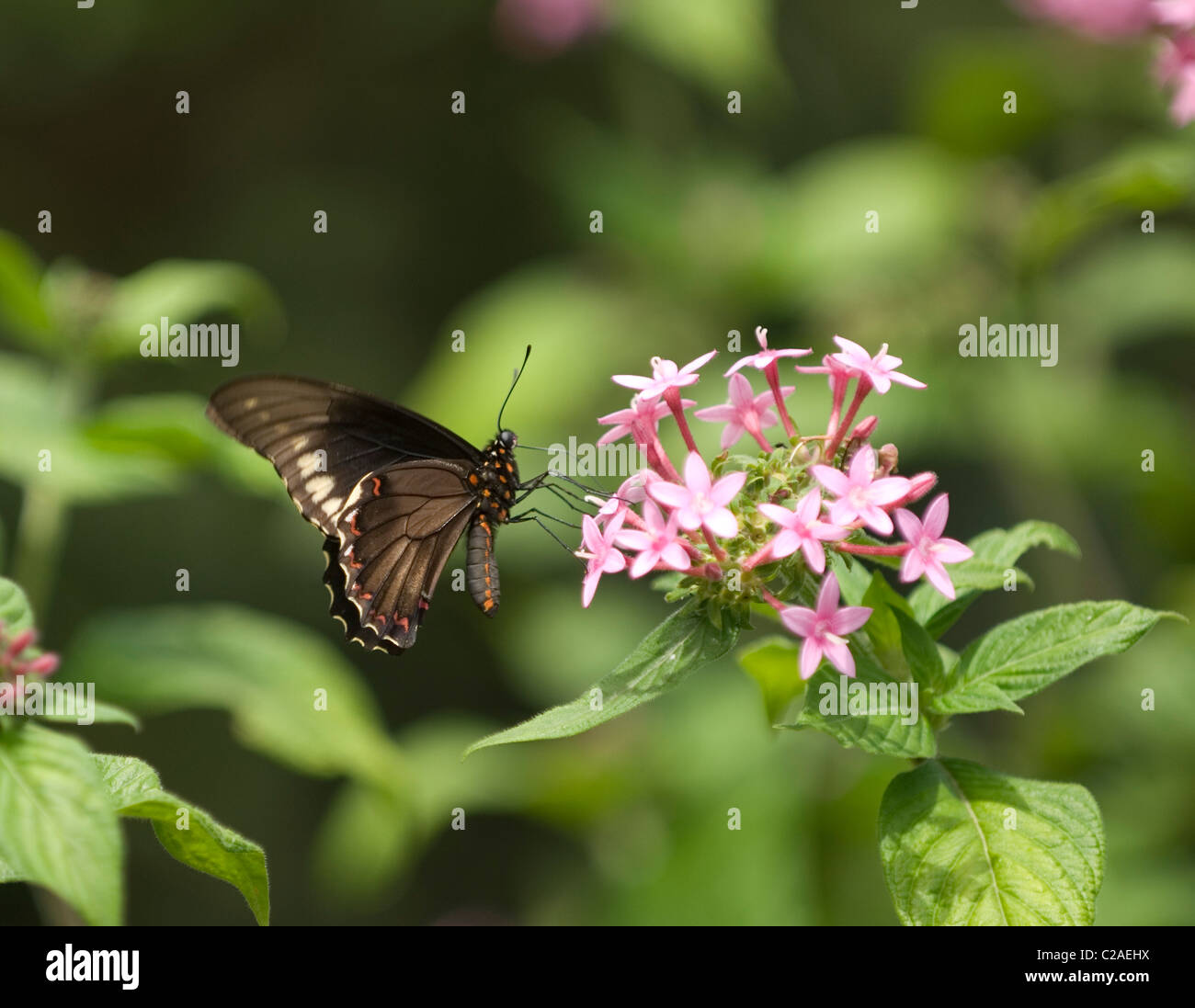 Gold banded swallowtail hi-res stock photography and images - Alamy