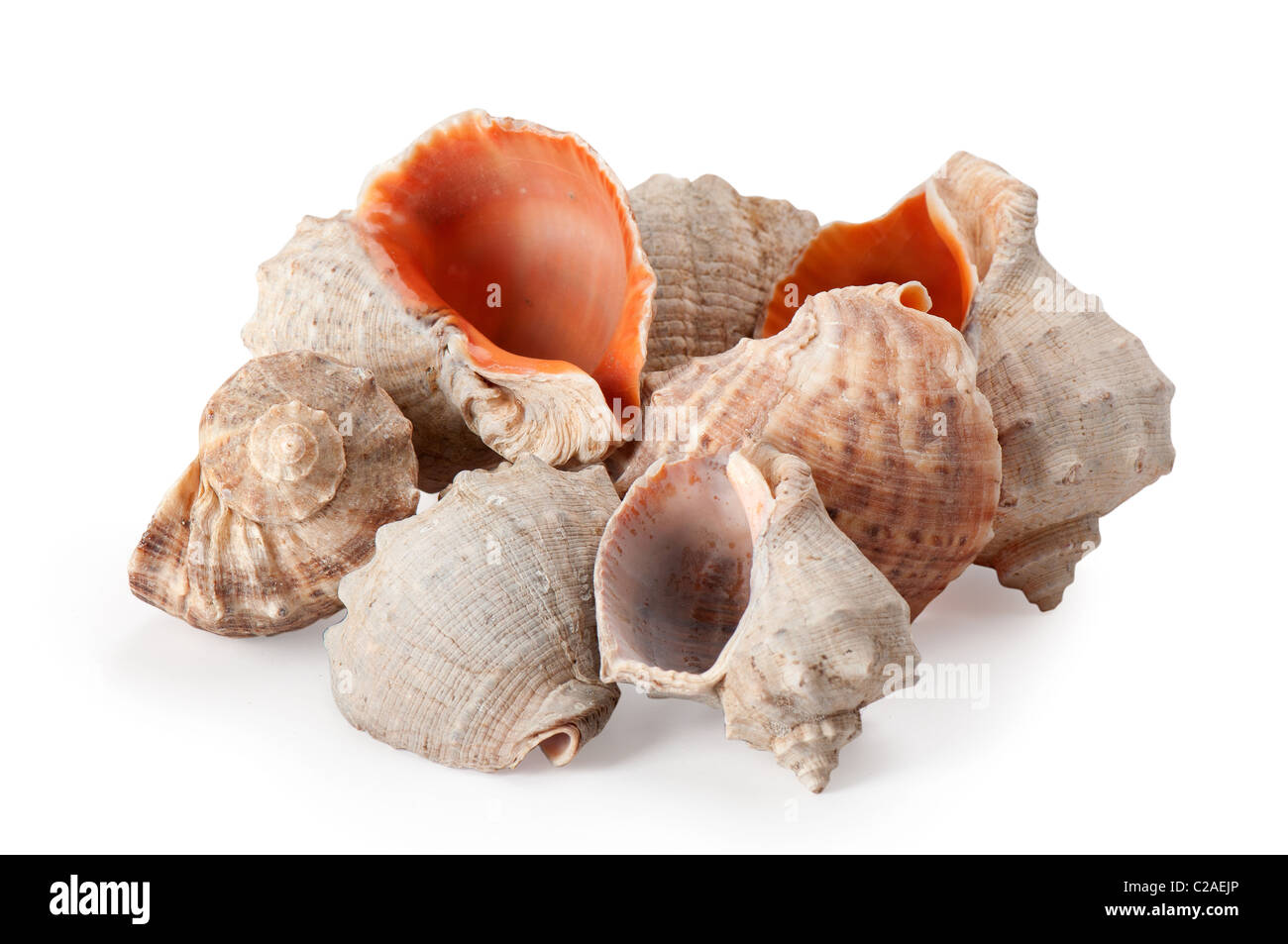seashell on white background Stock Photo - Alamy