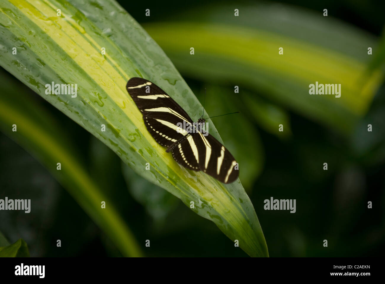 Zebra Long wing butterfly in Costa Rica Stock Photo - Alamy