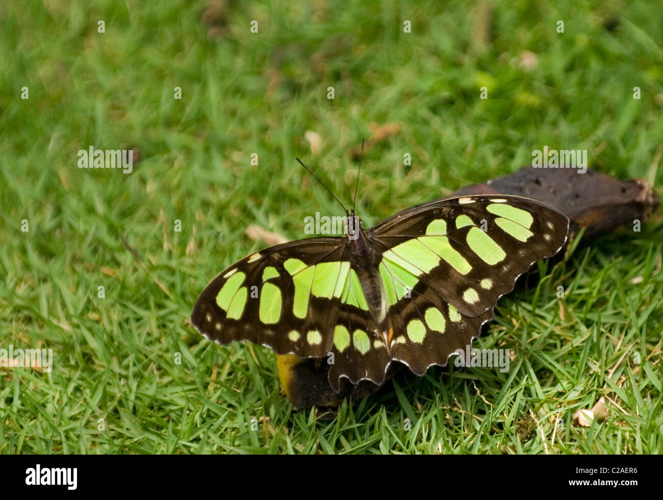 Butterfly costa rica hi-res stock photography and images - Alamy