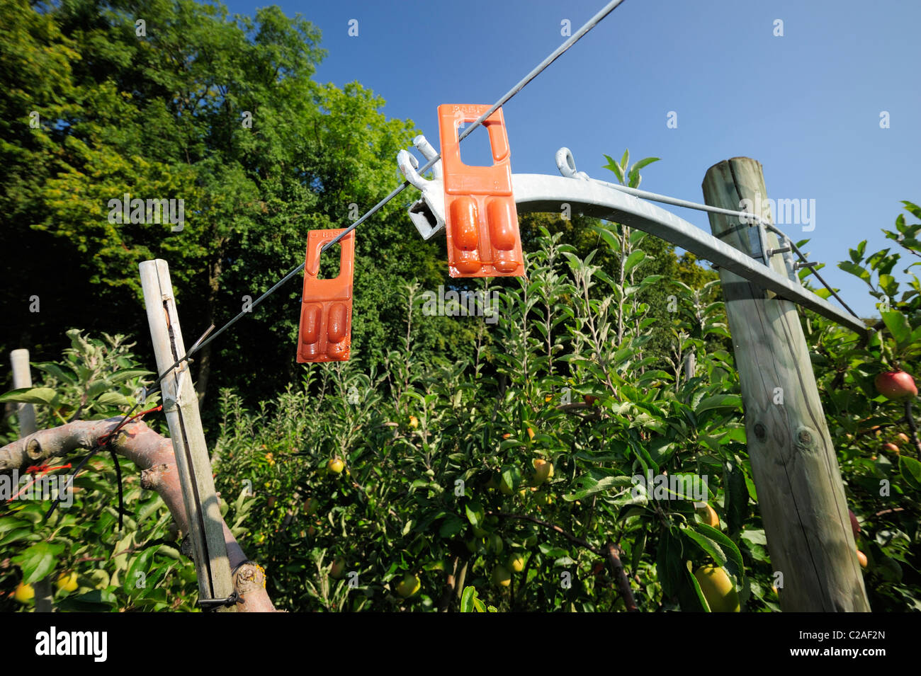 Pheromone hi-res stock photography and images - Alamy