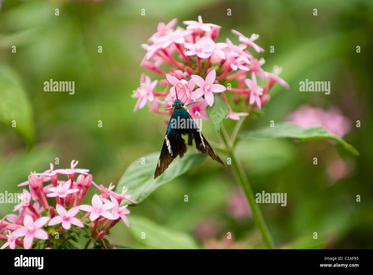 Blue butterfly on pink pentas flower in Costa Rica Stock Photo - Alamy