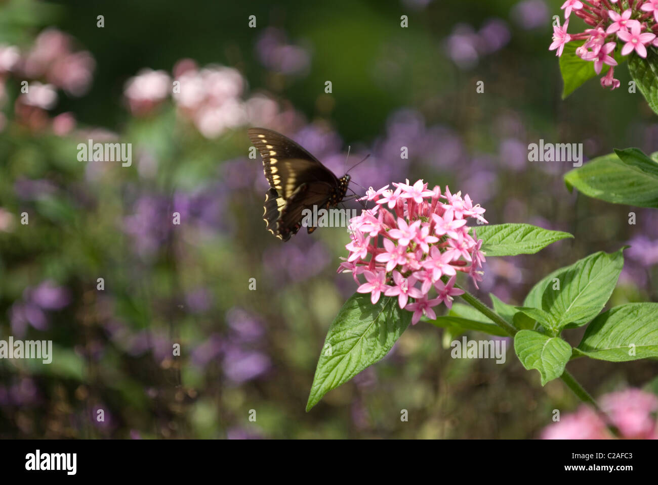 Pink Pentas flower with gold banded swallowtail butterfly in Costa Rica ...