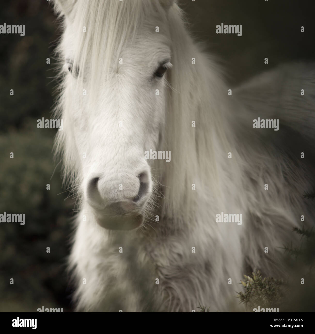 Sony a850 hi-res stock photography and images - Alamy