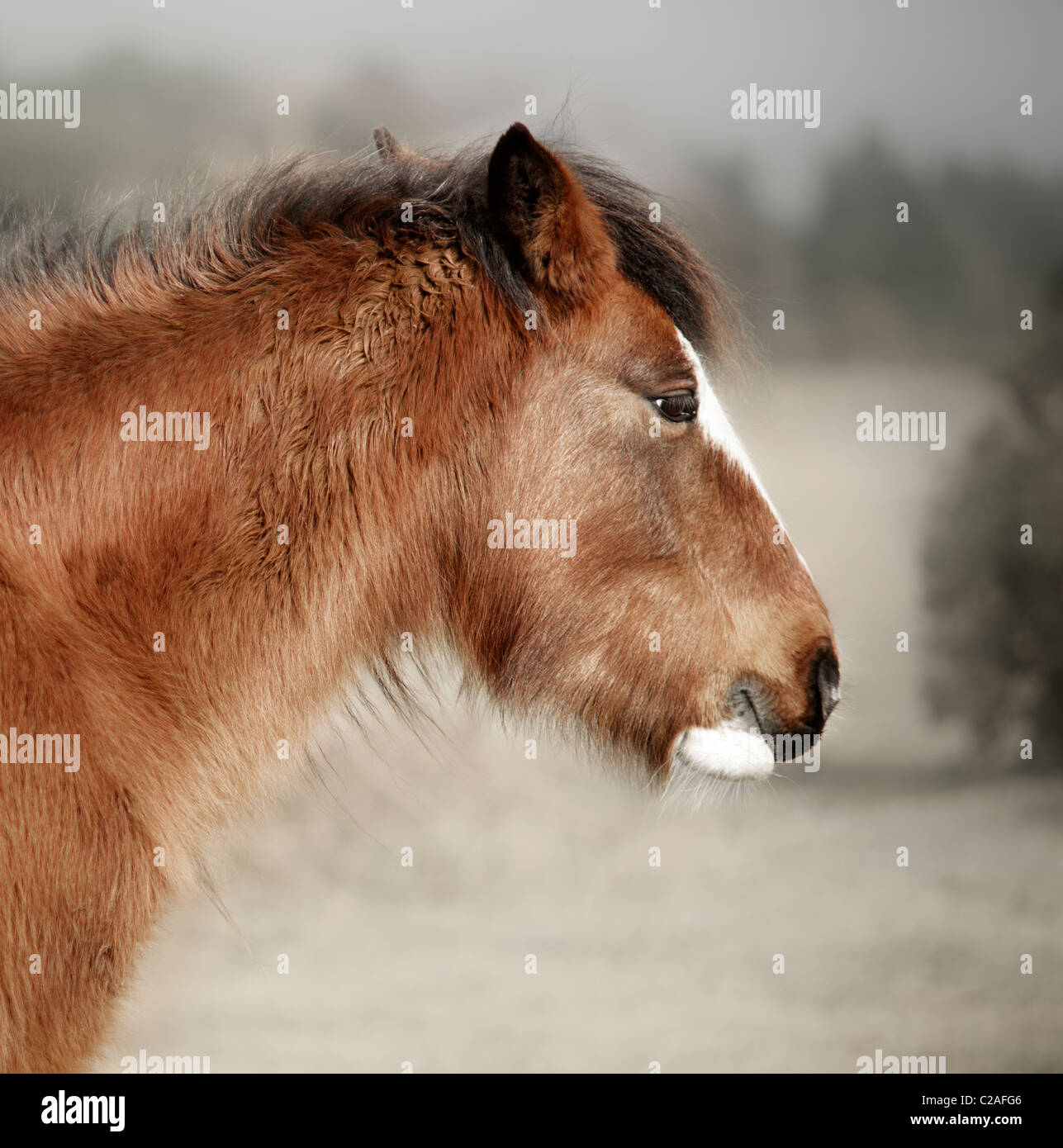Sony a850 hi-res stock photography and images - Alamy