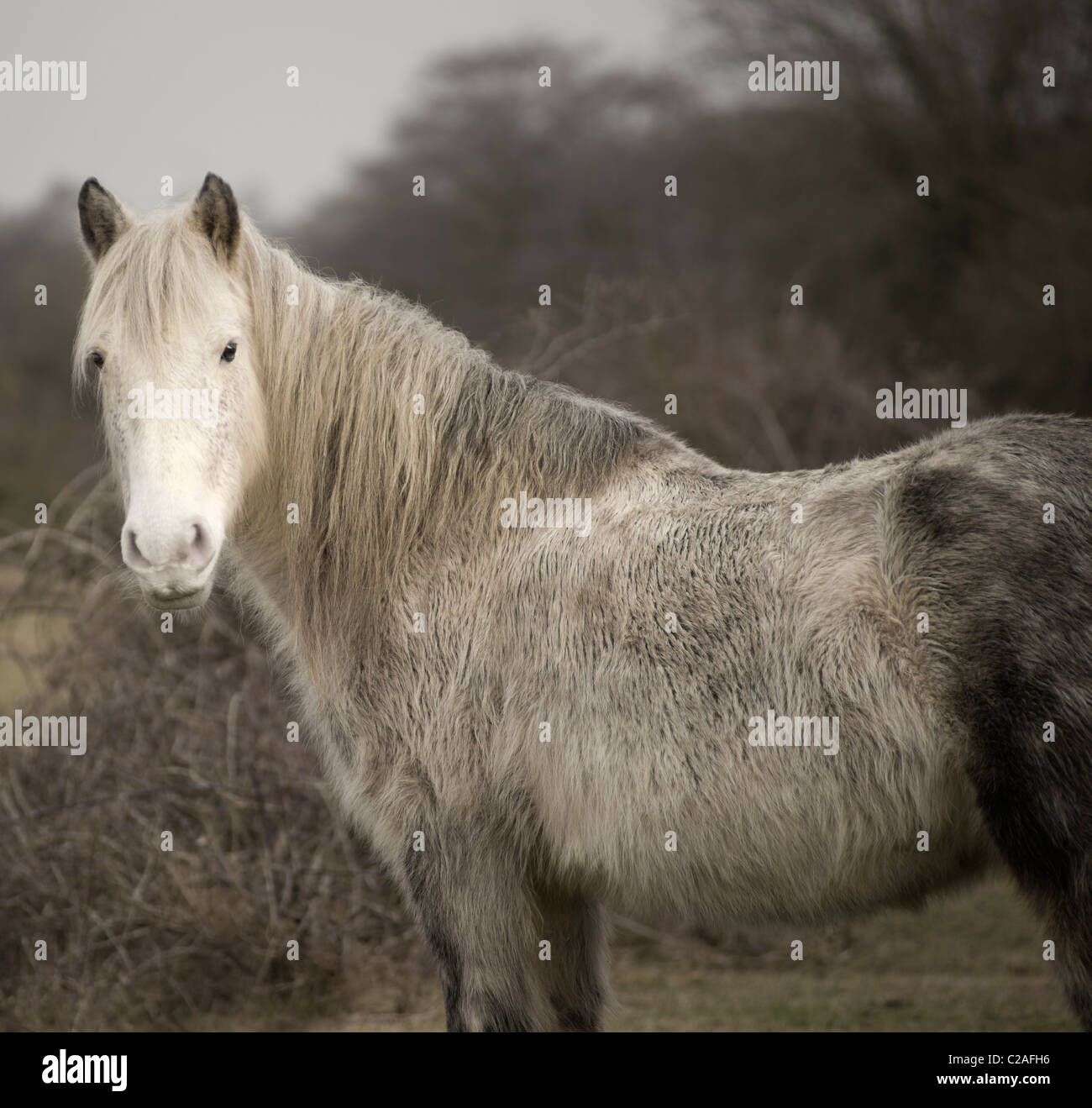 Animaldetail hi-res stock photography and images - Alamy