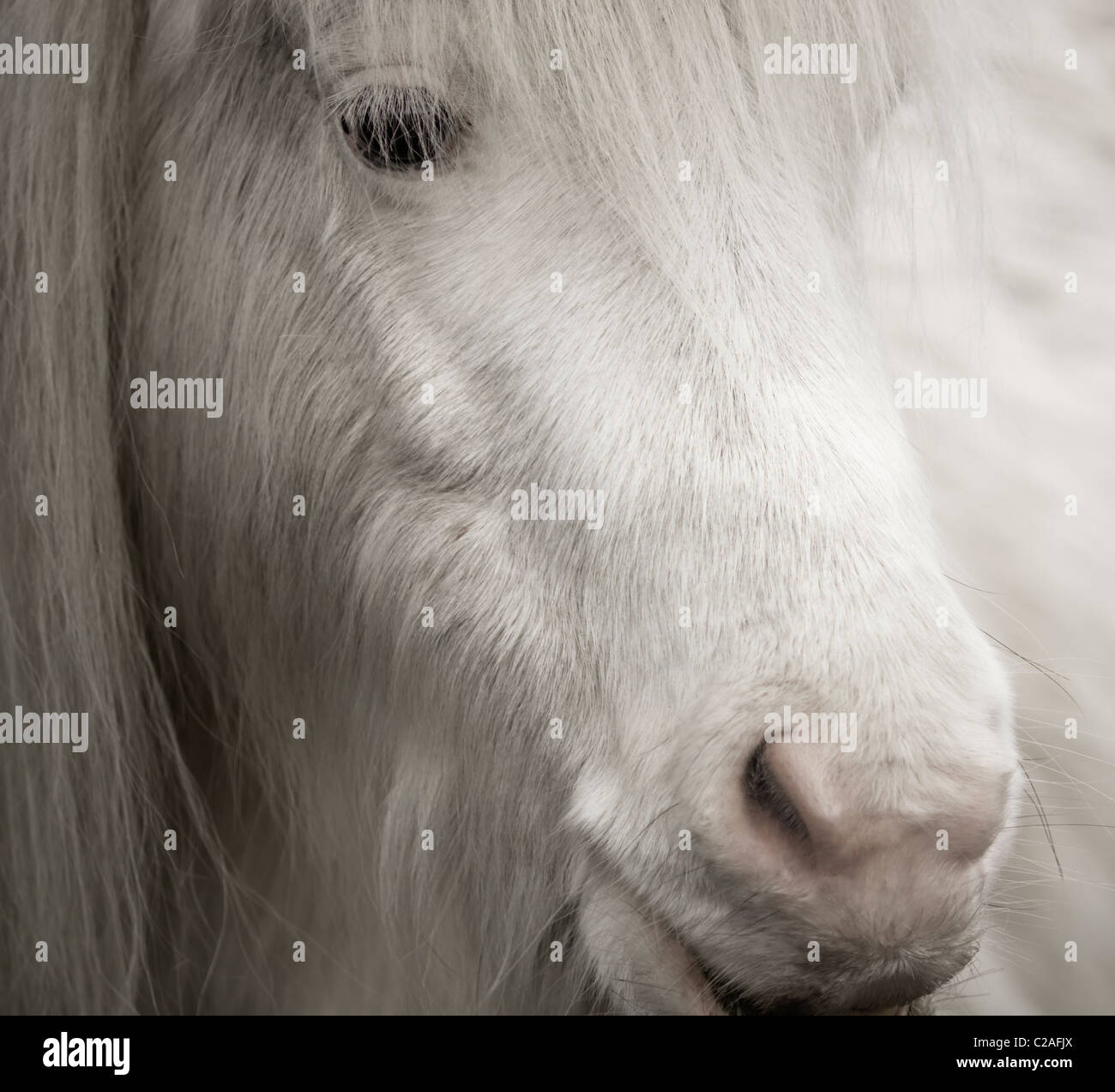 Sony a850 hi-res stock photography and images - Alamy