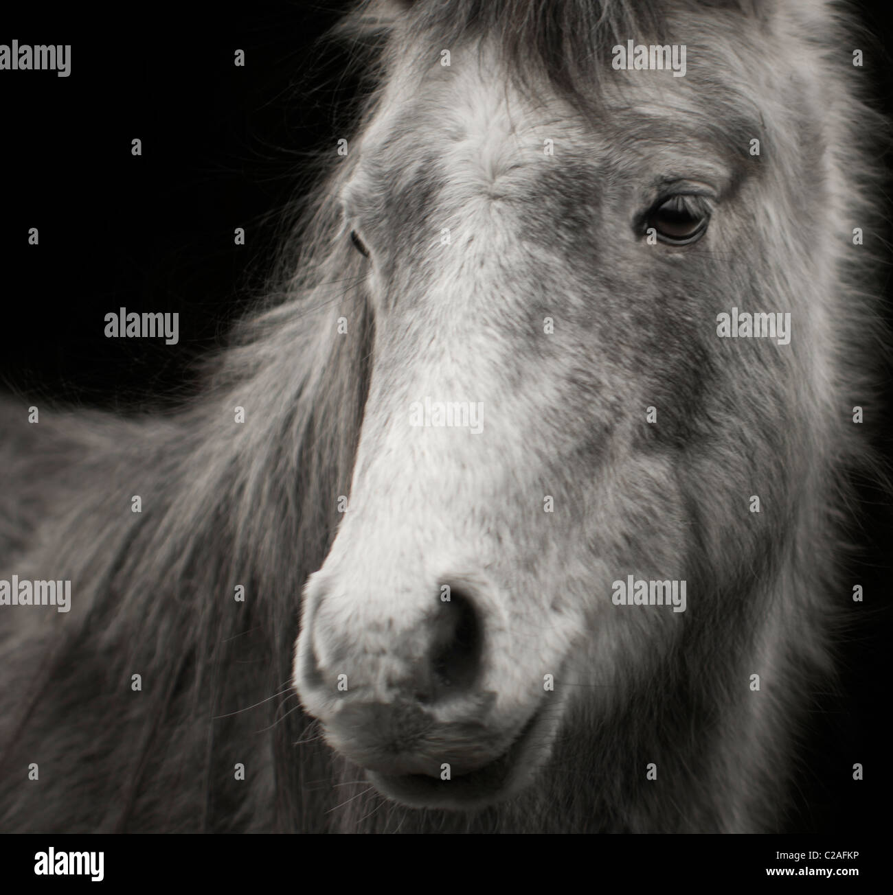 Sony a850 hi-res stock photography and images - Alamy