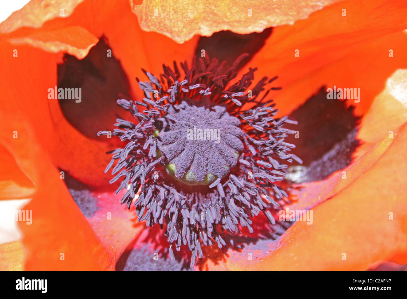 Poppy flower hi-res stock photography and images - Alamy