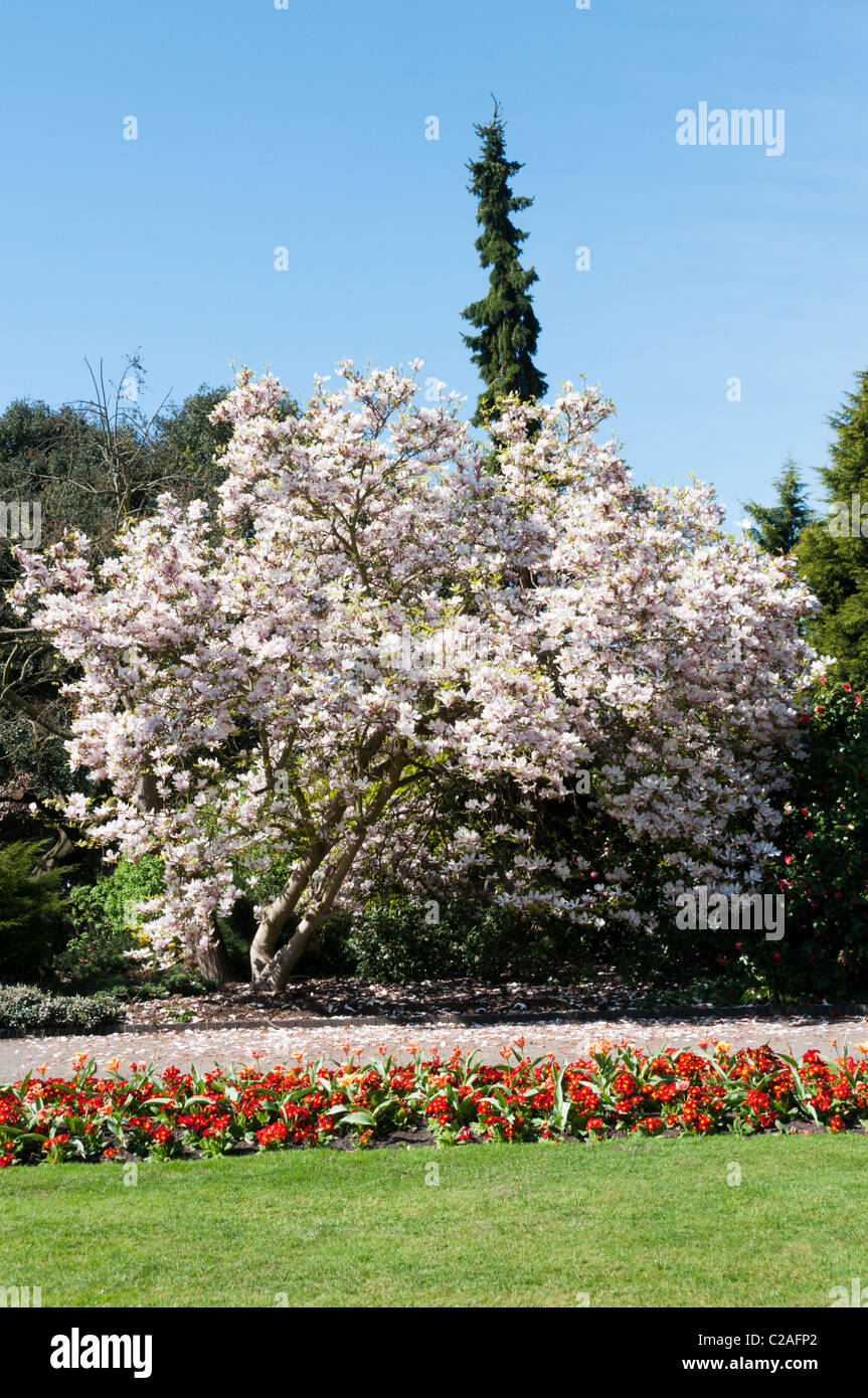 Magnolia tree full bloom hi-res stock photography and images - Alamy