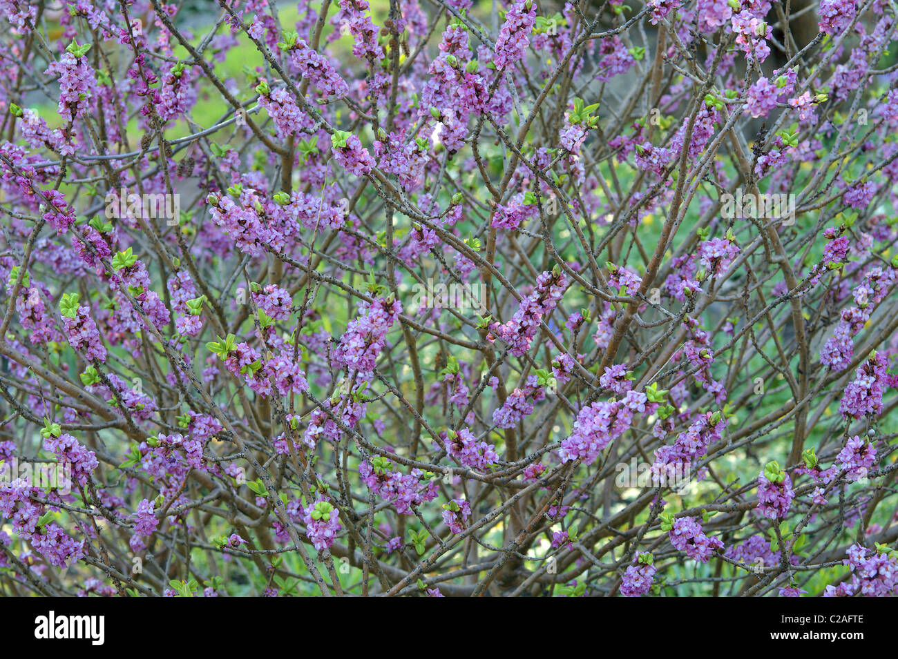 Mezereon shrub in full bloom february Daphne mezereum Stock Photo - Alamy