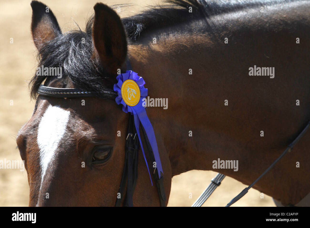 A prize-winning horse at a show Stock Photo - Alamy